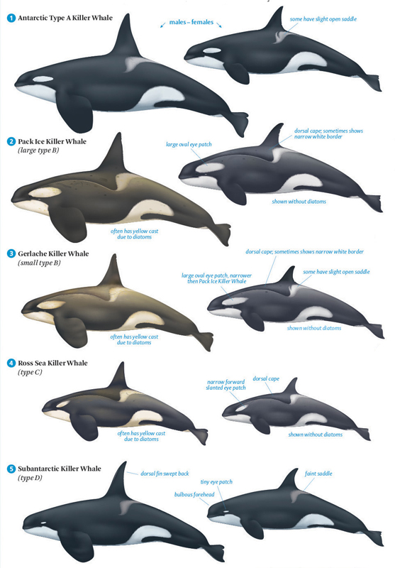 Alain Bidart - Ecotypes Orque